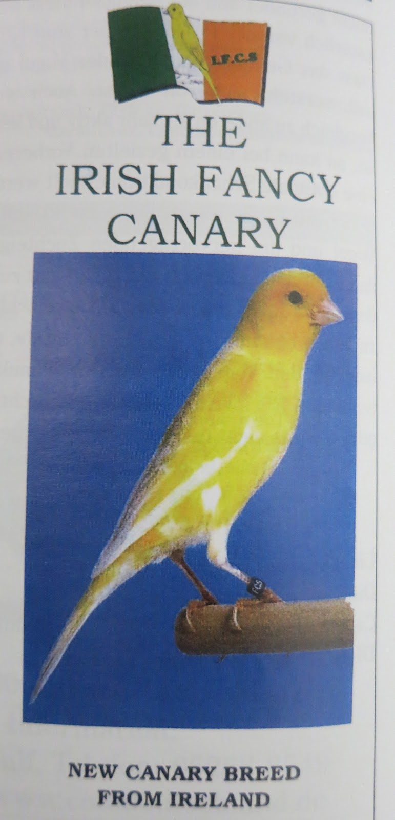 Canary Tales: Catching Up On My Reading - Irish Fancy
