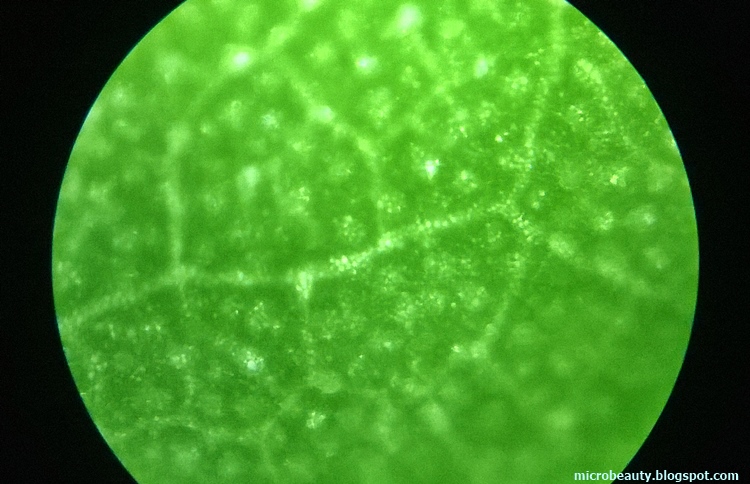 The Wonderful Microworld: Plant Leaf. New and old - through the microscope.