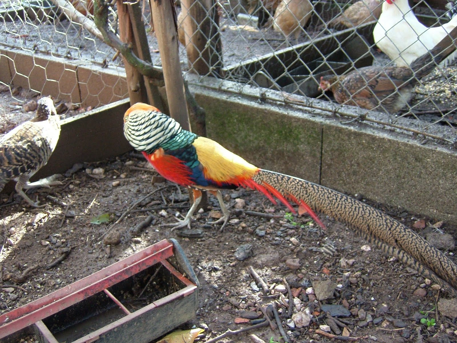 Aves Raimundo: Faisões