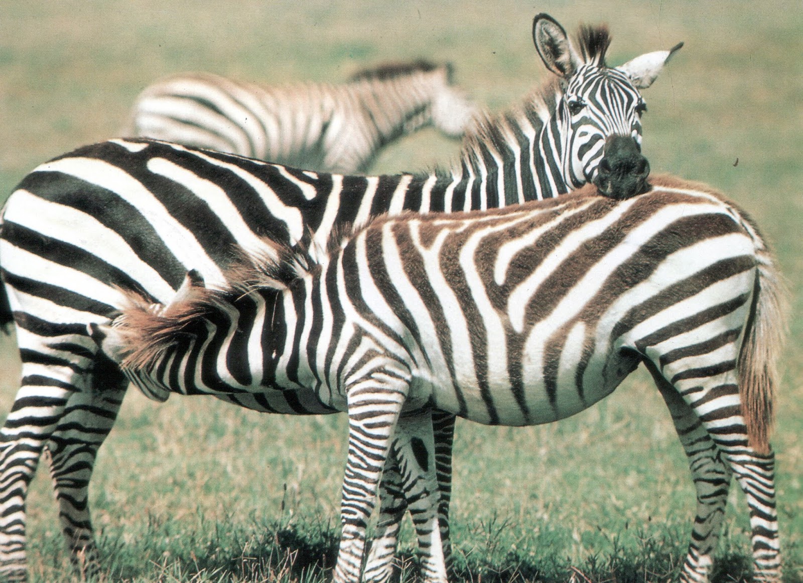 FANCY 1: ECOLOGIA - Farfalle -RAGNI -NASICA -Colibrì,- POLLI - WWF ...