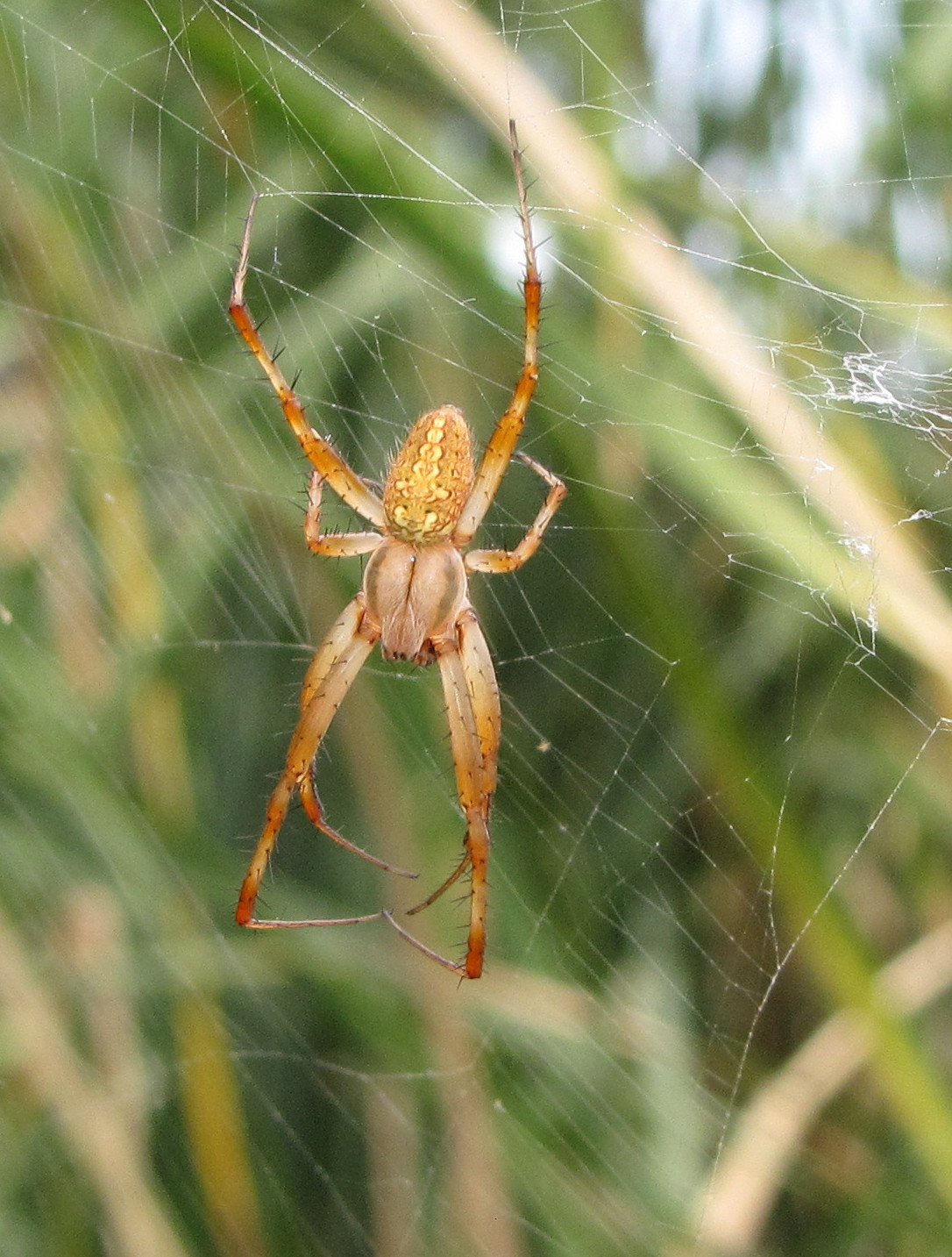 Bug Eric: Spider Sunday: Western Spotted Orbweaver