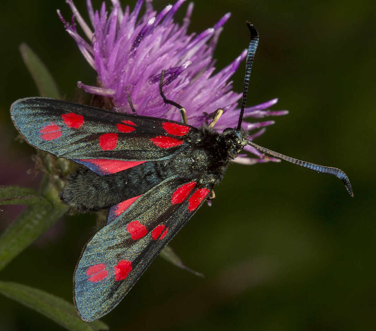 Six-spot Burnet | Naturally