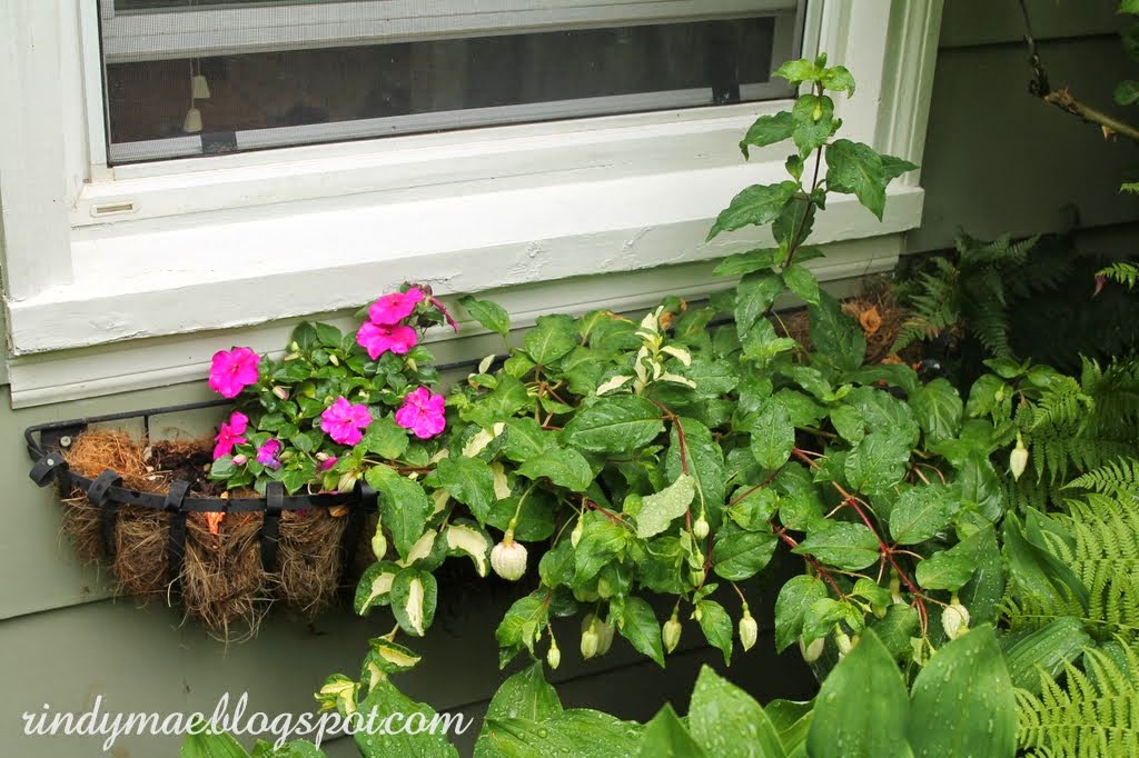 Rindy Mae: Fuchsias, Fuchsias, & More Fuchsias