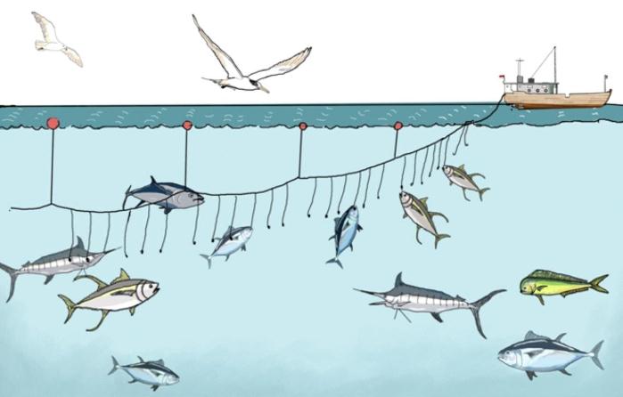 METODE PENANGKAPAN IKAN 🐠: Alat Tangkap Rawai (Long Line)