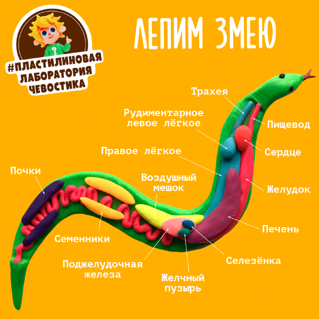 БИБЛИОМИР83: МОЙ ЛЮБИМЫЙ ЧЕВОСТИК