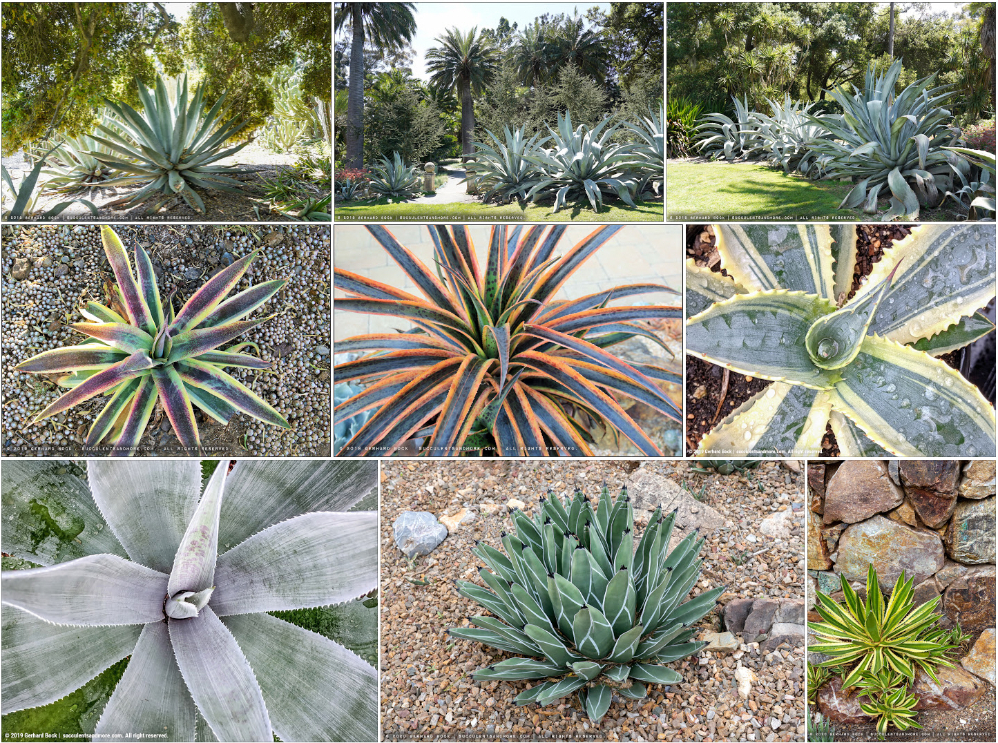 Agave photo overload
