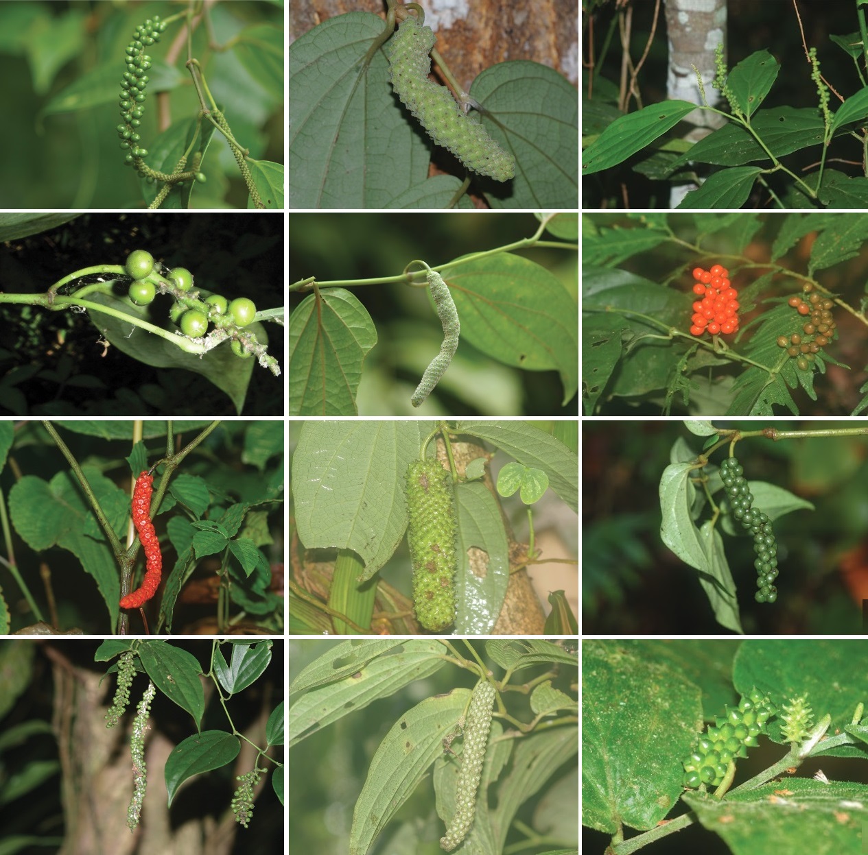 Species New to Science: [Botany • 2020] A Synopsis of Thai Piper ...