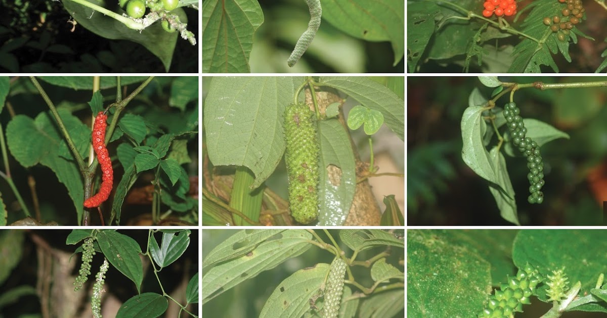 Species New to Science: [Botany • 2020] A Synopsis of Thai Piper ...