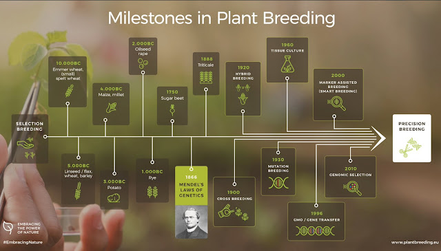 Predictive genomic breeding can accelerate the time to improve crops ...