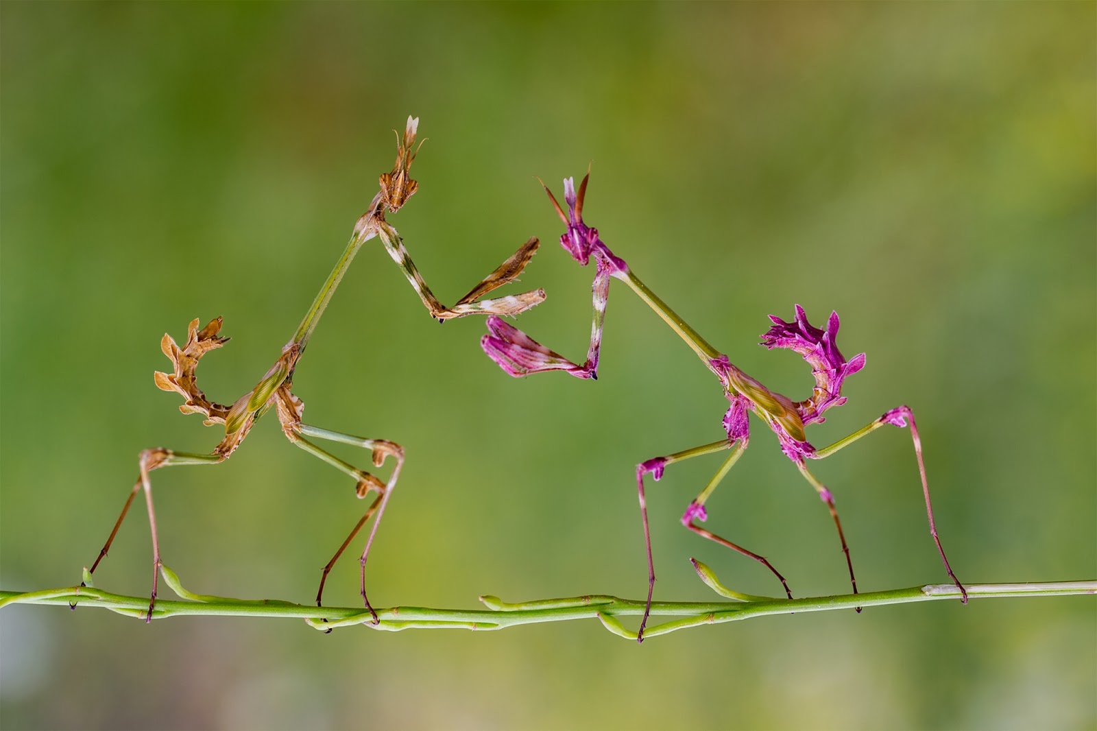 Le retour chez Canelle: Les phasmes