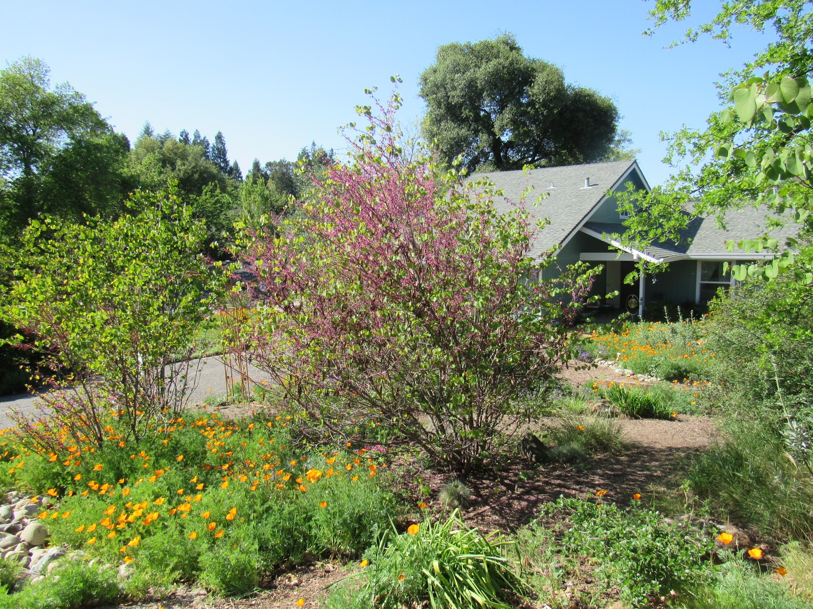 Gardens Gone Native: A Native Plant Garden Tour in the Sacramento Valley