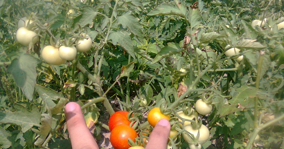 10 Ciri-Ciri Tanaman TOMAT RAMPAI - Rumah Petani