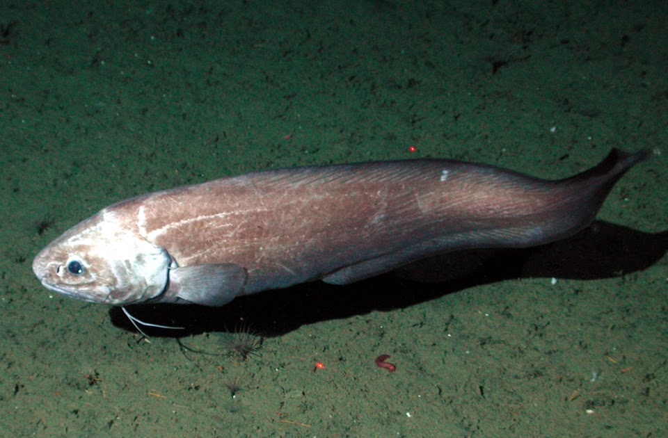 Artes de Pesca: ACTINOPTERYGII