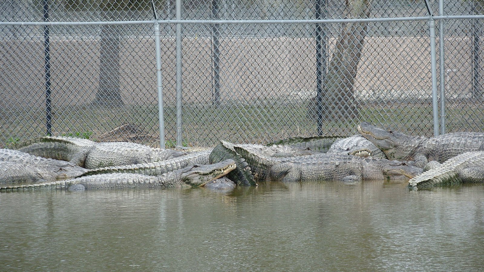 Simply Snapped For Your Enjoyment: Wooten's Alligator Farm