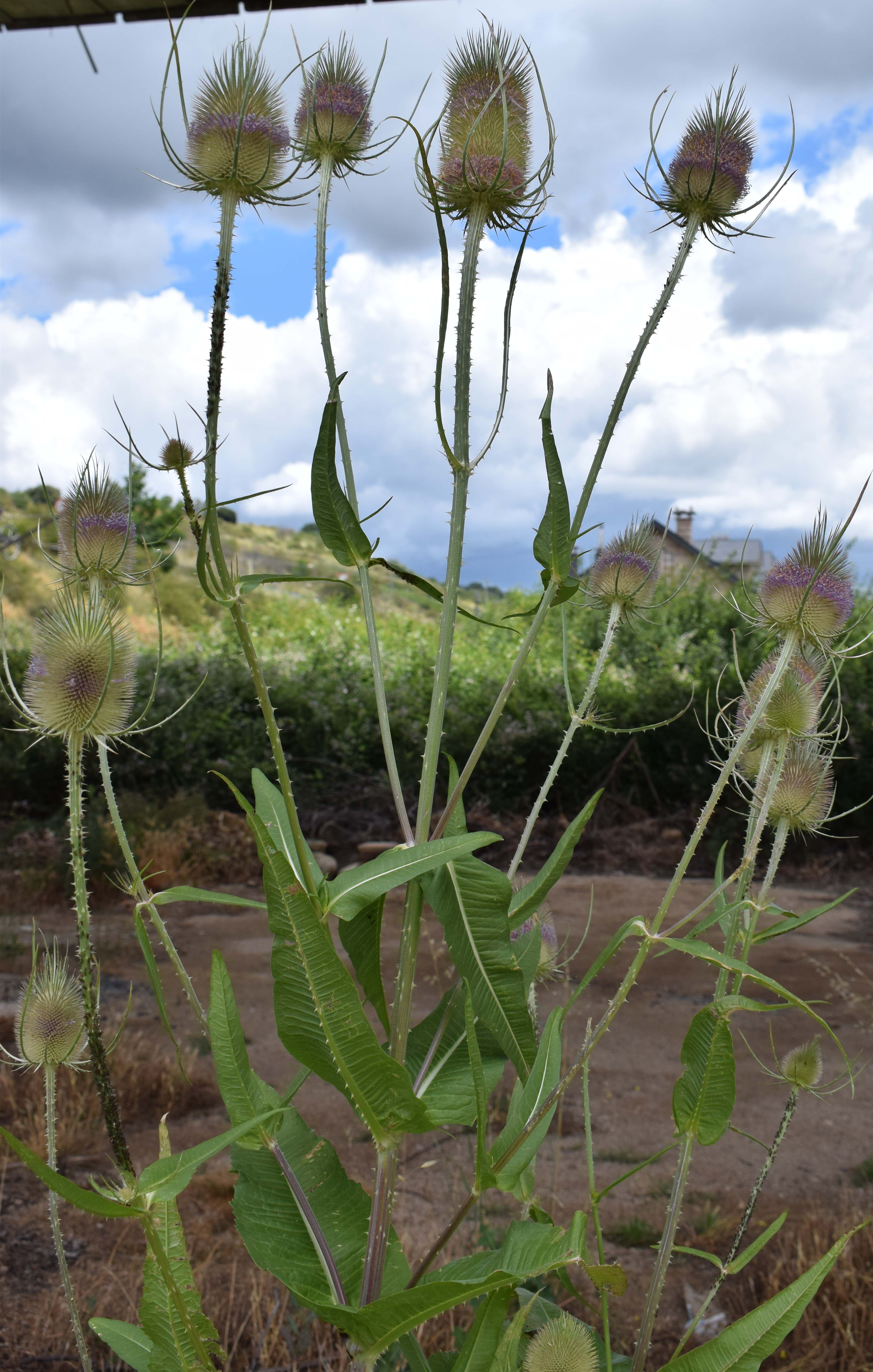 Dipsacus fullonum