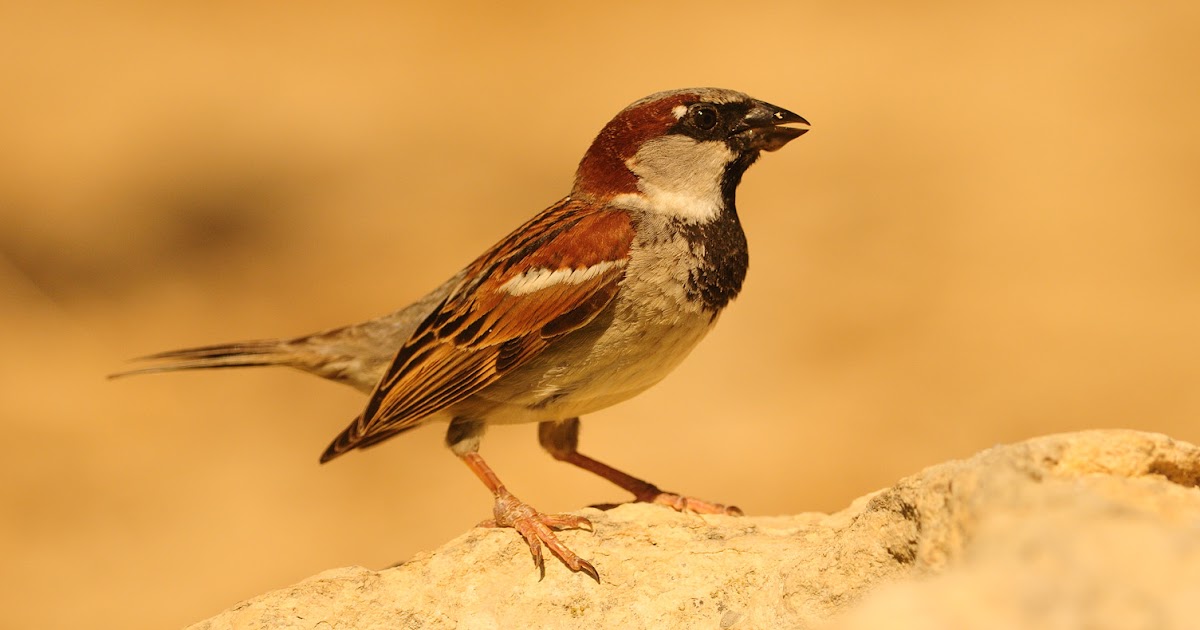 La Finestra de Fidel: Día mundial del Gorrión. El Gorrión común Ave del ...