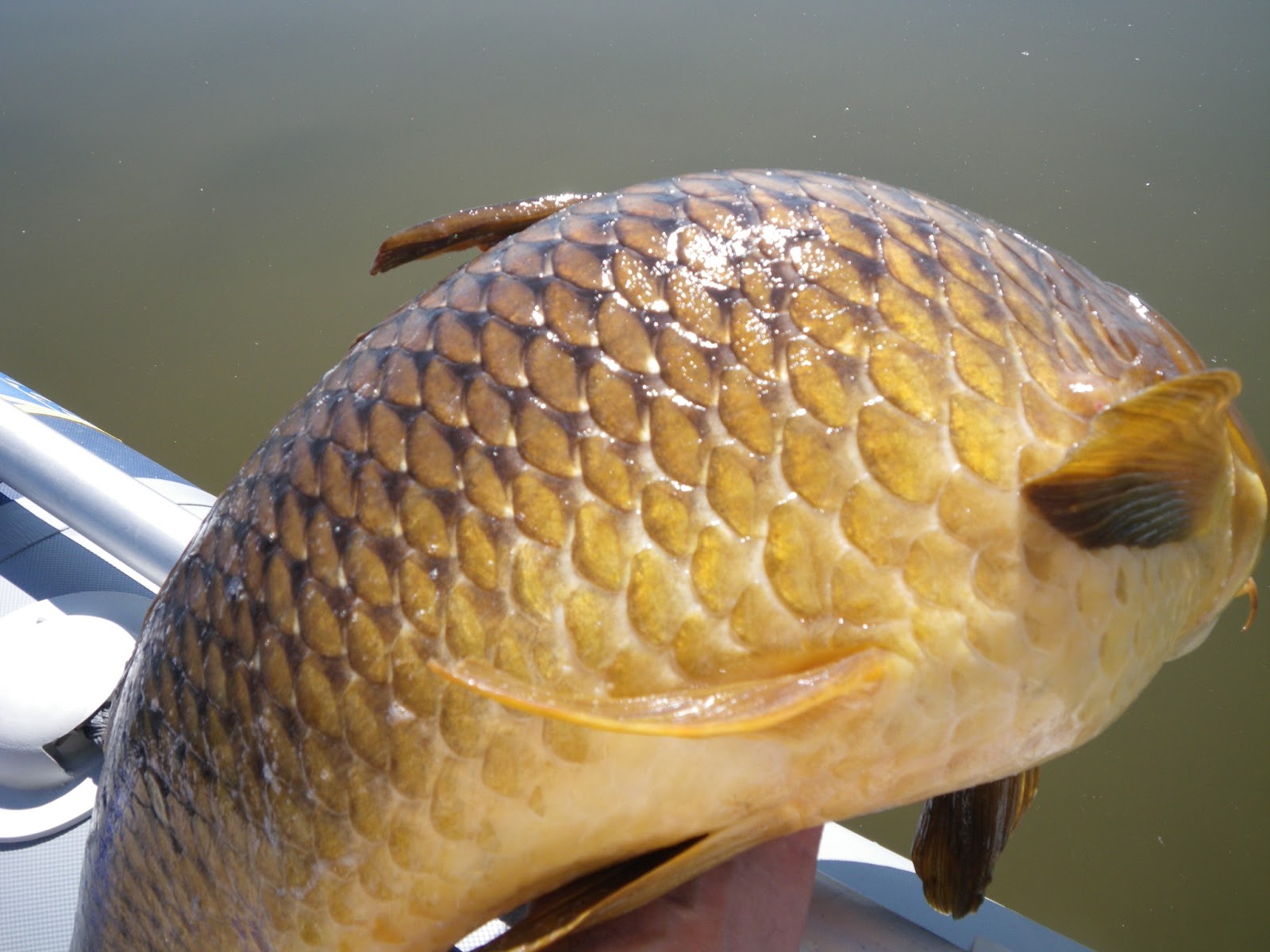 Got Backing? (Formerly Known as Mr. P.'s Blog): Carp Parts--Scales