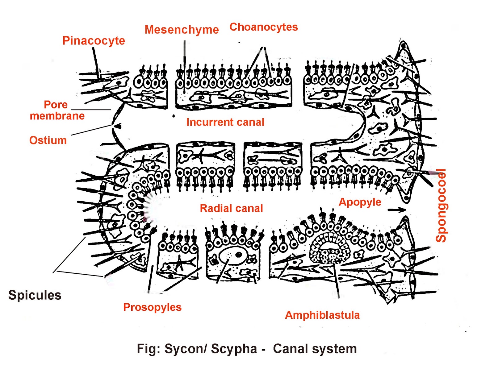 Animal Diversity- I Paper - I B. Sc.- I Zoology : September 2019