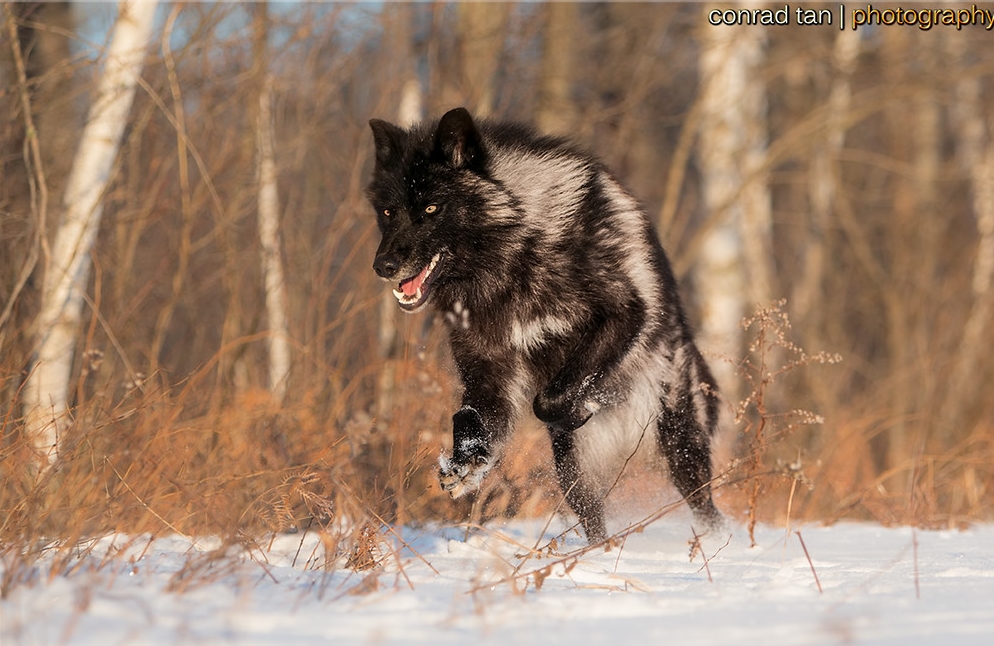 Black Wolf Photography Tumblr