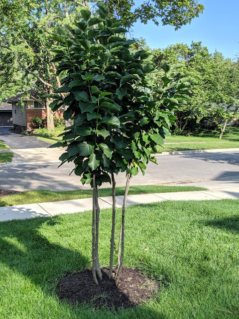 Wiring Up the Multi-Trunk Saucer Magnolia