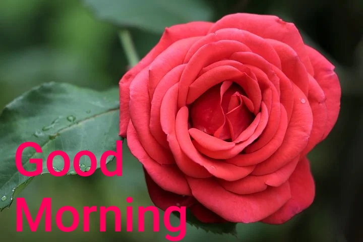 Top 10 Good Morning Ji Images greeting Pictures,Photos for Whatsapp ...