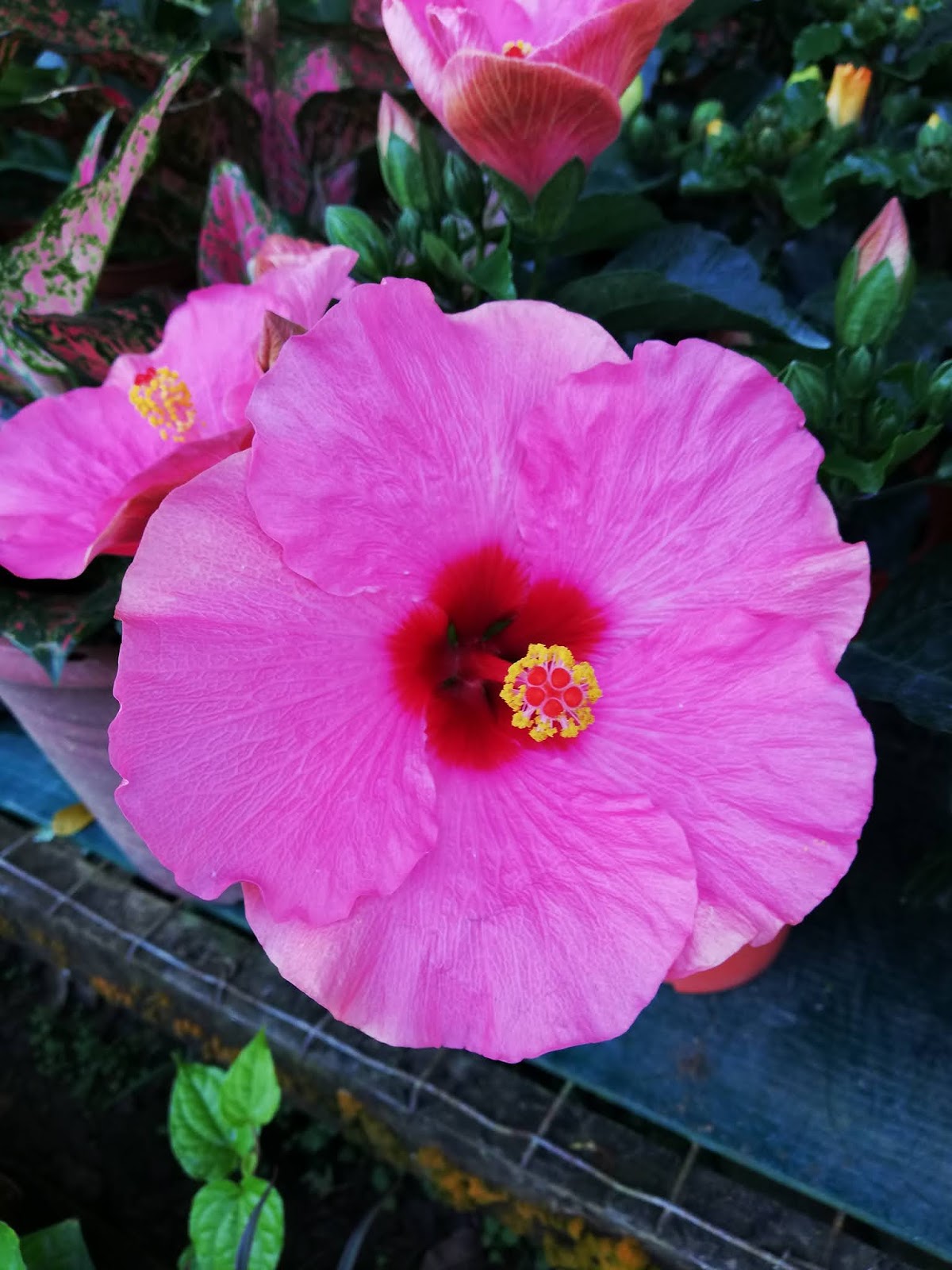 Garden Chronicles of James David: Hawaiian Dwarf hibiscus - Hibiscus ...