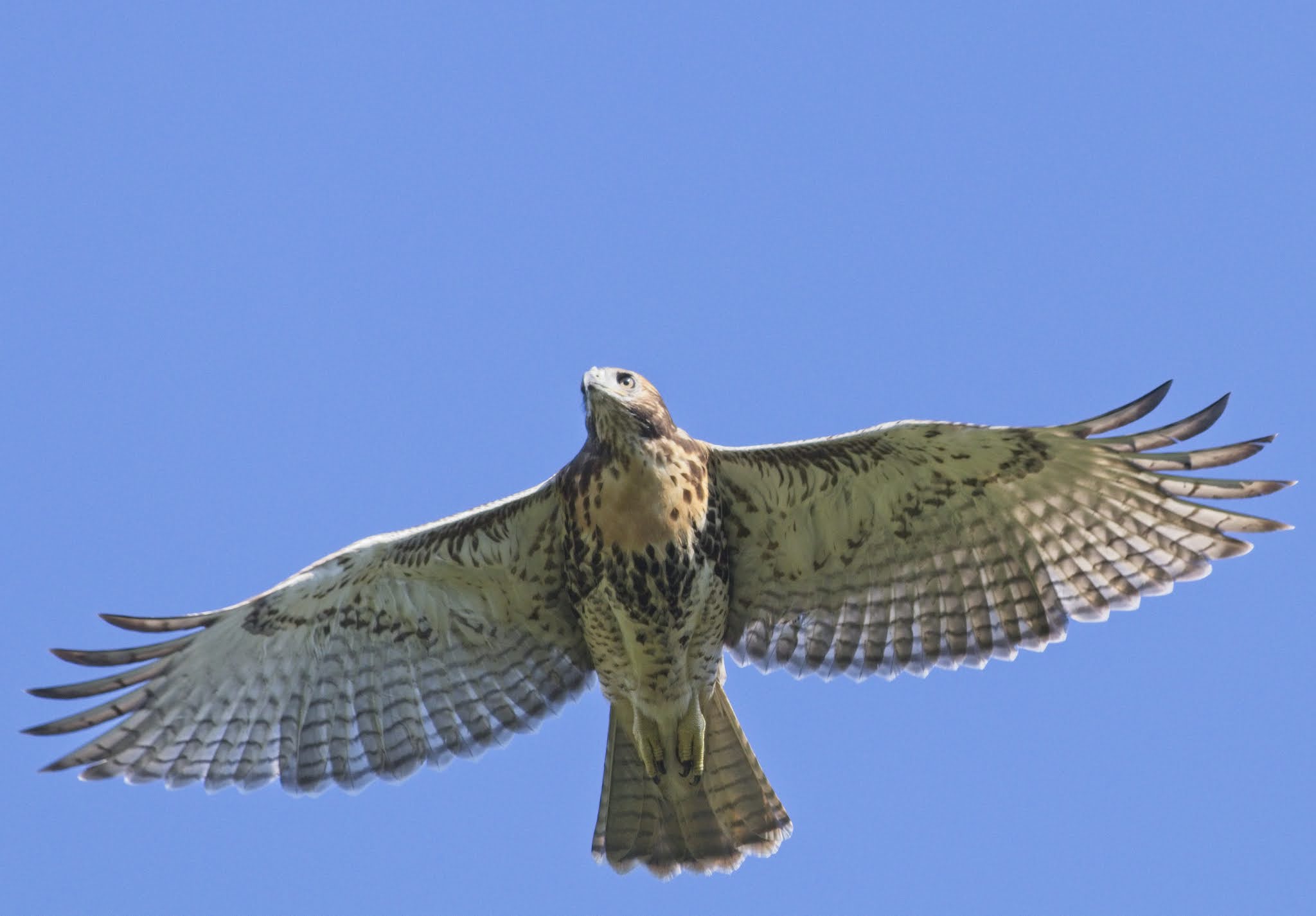 Laura Goggin Photography: Tompkins Square hawk fledglings are exploring ...