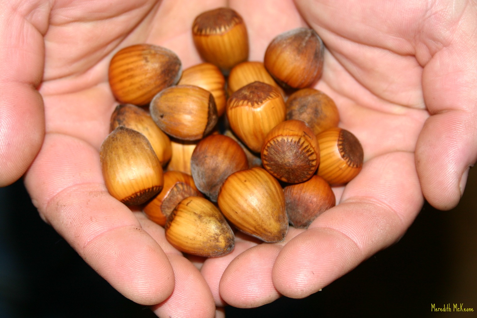 Vine & Branch: European Hazelnut or Filbert