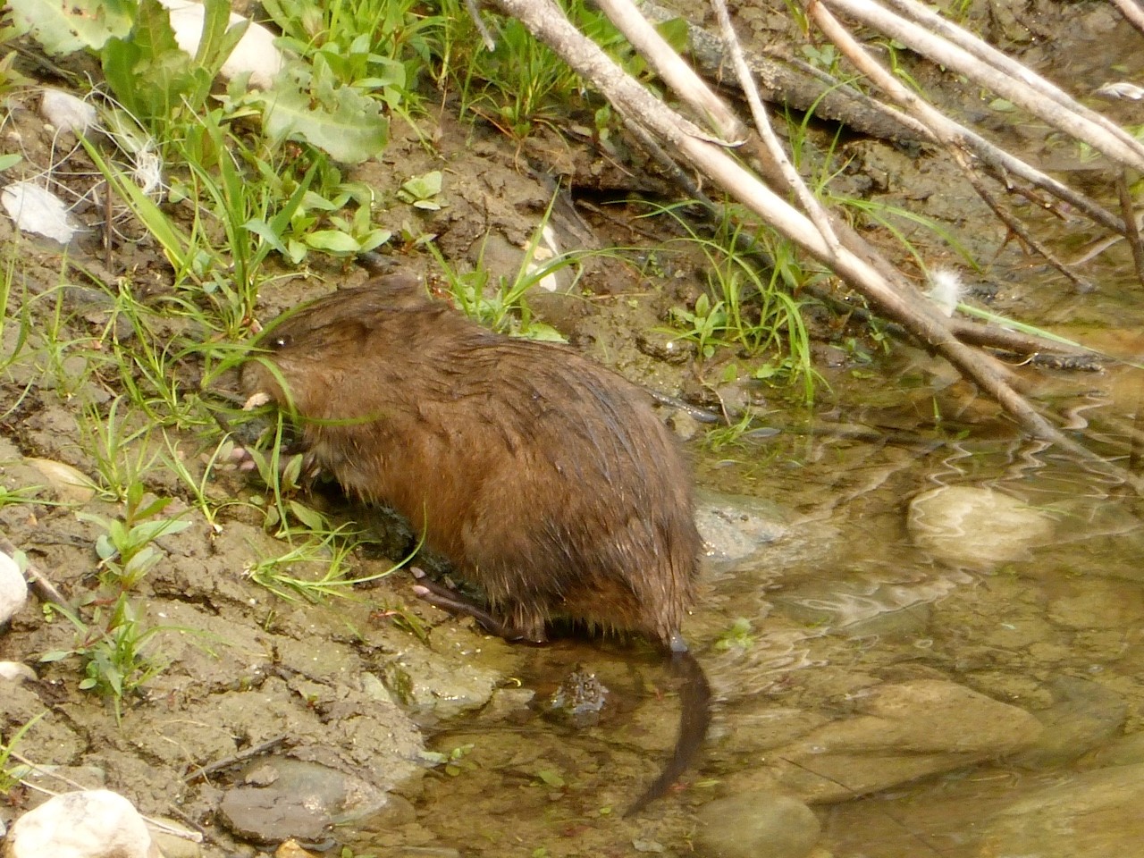 The Cranbrook Guardian: Muskrat Love