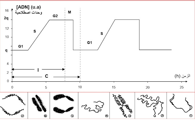 freesvt : Exercice: le cycle cellulaire
