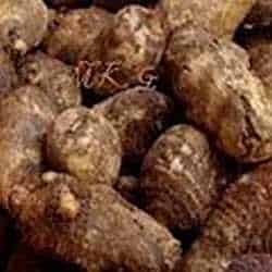 How To Grow Taro : Taro Plant Care