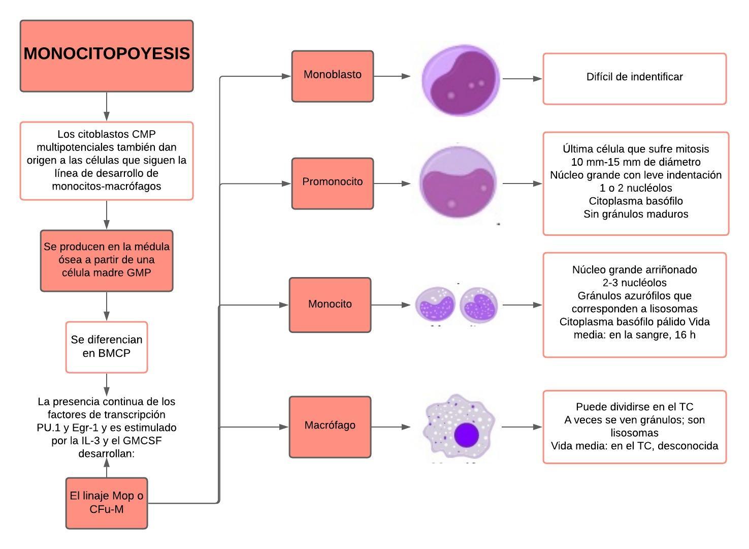 Hematopoyesis, tejido sanguíneo, tejido y órganos linfoides, anatomía ...