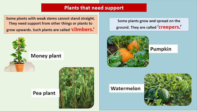 "Let's Plant Our Green Friends"- Lesson plan and interactive activities.