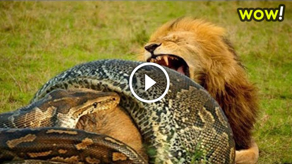 videonewsamazing: Lion Attack Snake, Eagle Eat Snake 🌟 Most Amazing ...