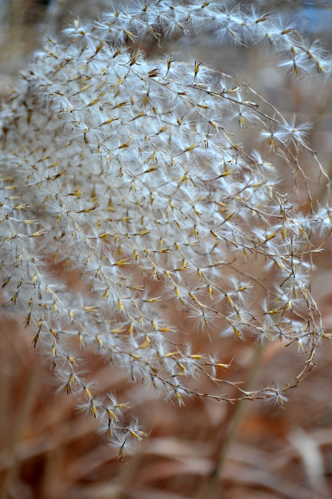Jackie Farr's Photographs