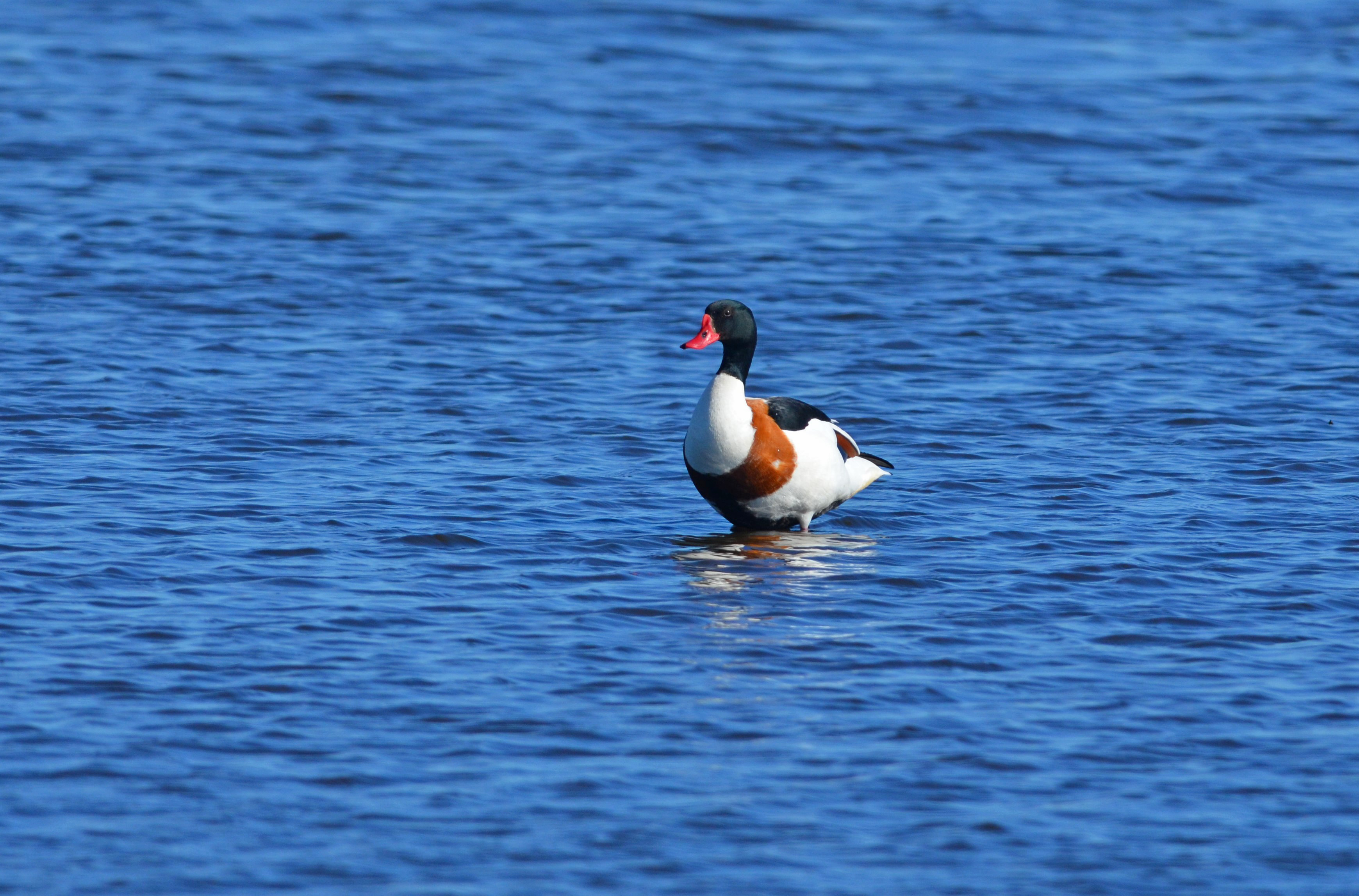 The Early Birder: Lunt Meadows Nature Reserve