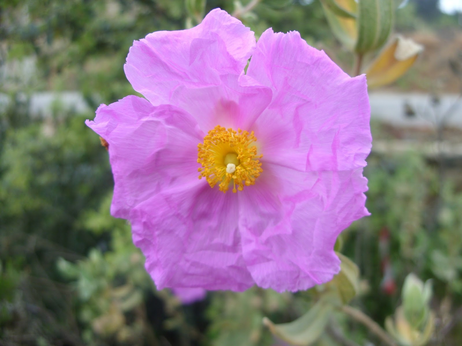 Jardim Autóctone: Roselha rosada, no meu jardim...