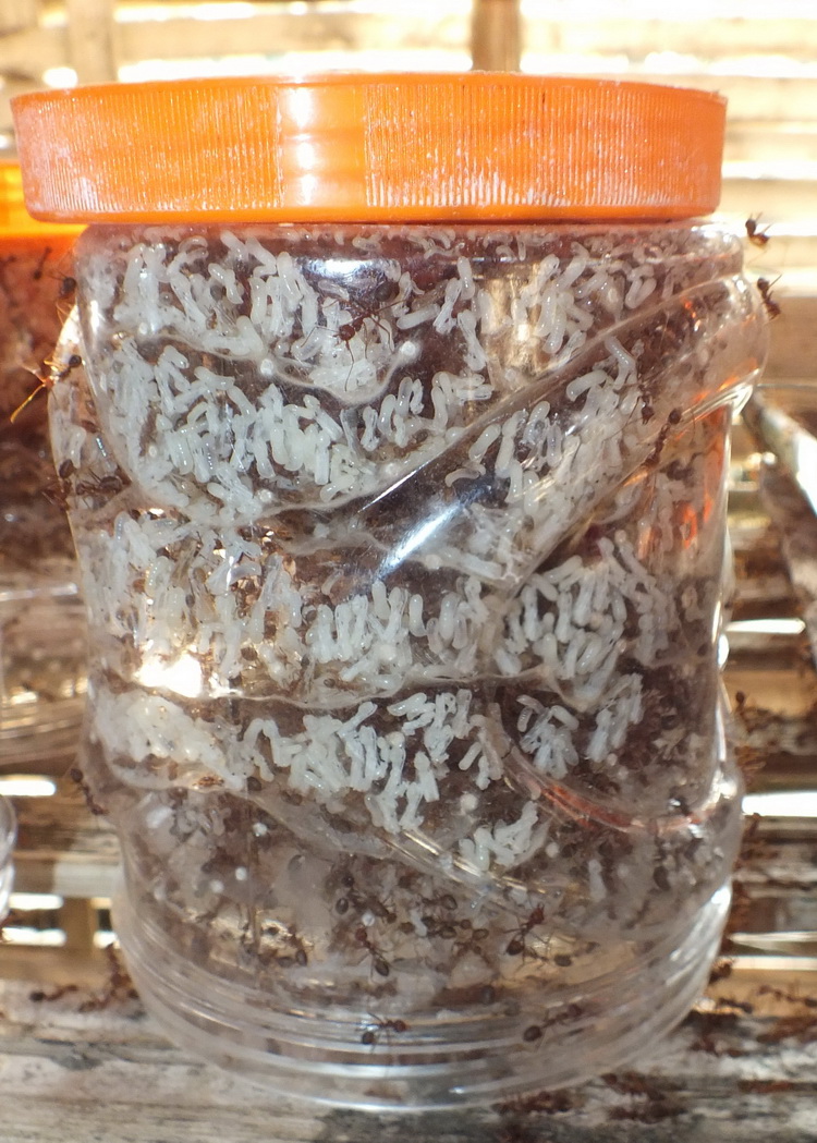 Budidaya Kroto: MASA PANEN KROTO