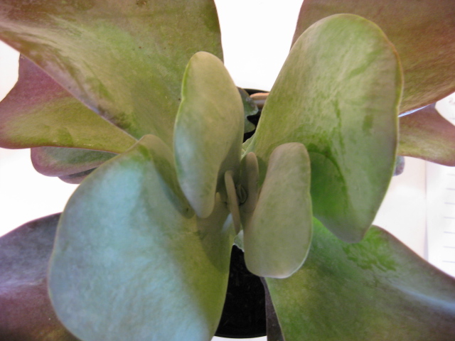 Victoria Gardens: What's that plant? Kalanchoe thyrsiflora 'Red lips'!