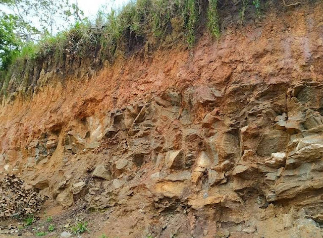 Onde as Plantas Crescem - Argissolos