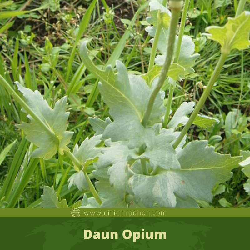 Ciri Ciri Pohon Bunga Opium (Papaver somniferum) Di Alam Liar ...