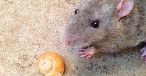 UPDATES ABOUT LASSA FEVER