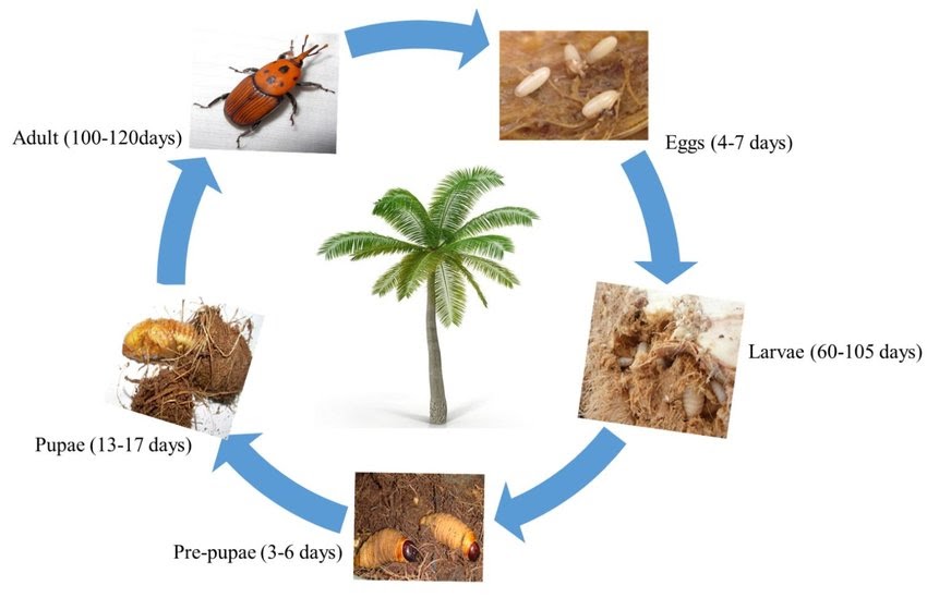 ඉපනැල්ල