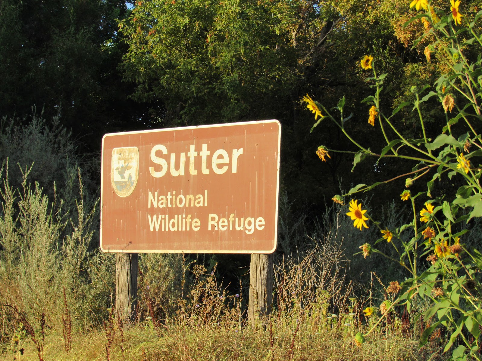 Wings and Daydreams: Sutter National Wildlife Refuge ☼ Northern ...