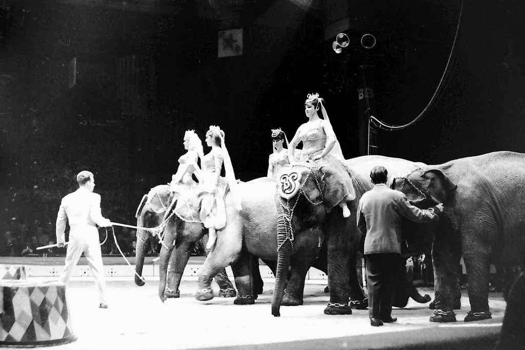 The Circus "NO SPIN ZONE": Belle Vue Circus--Billy Smart Elephants 1960