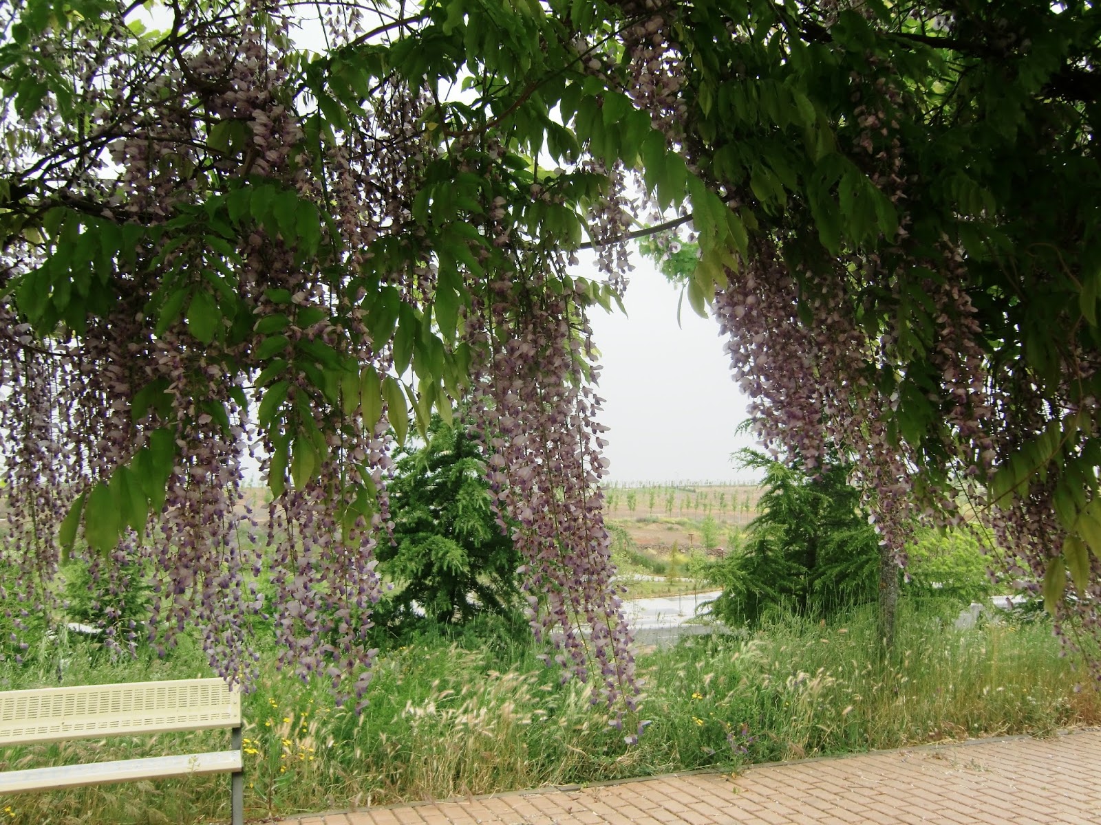 Plantas de Huerta Otea, Salamanca: Glicinia japonesa (Wisteria floribunda)