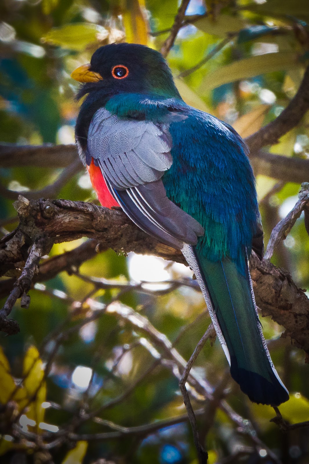 Feather Tailed Stories: Elegant Trogon