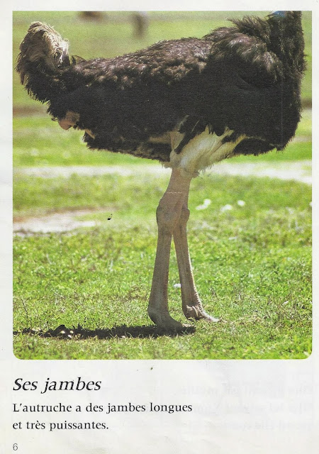 Leçons de choses: L'autruche