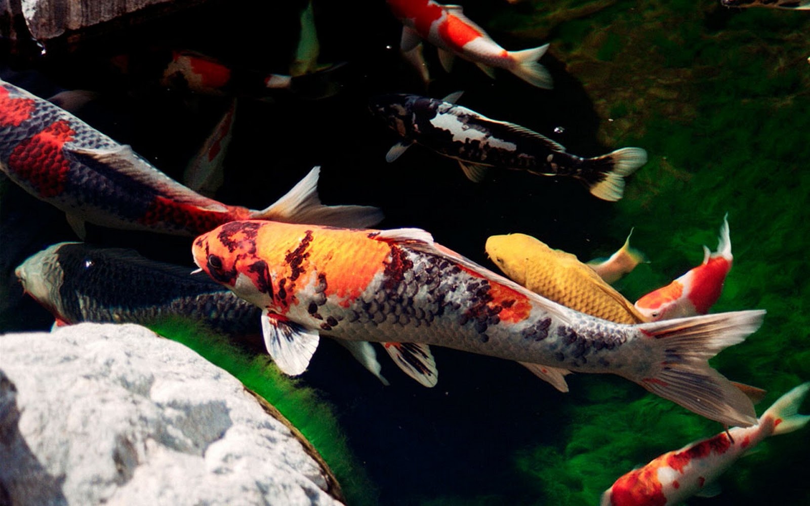 Facts about Koi fish