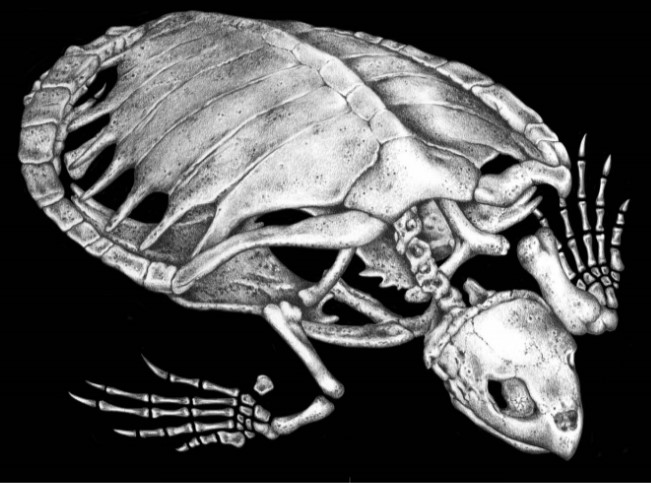 [PDF] La Anatomía de las Tortugas Marinas